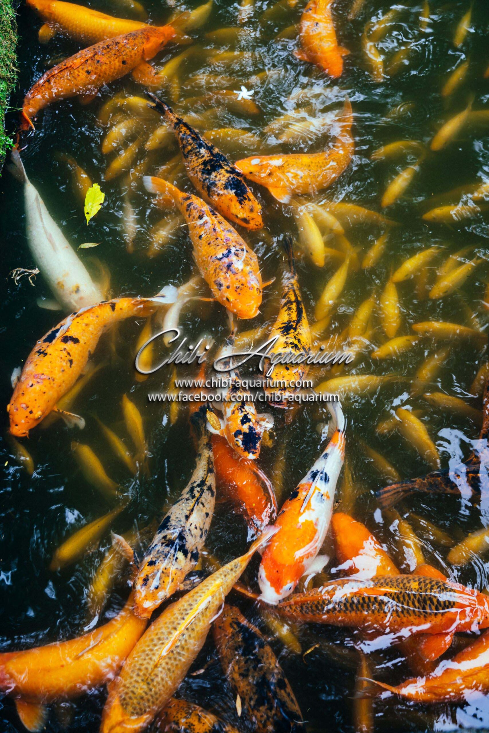 KOI - Chibi-Aquarium