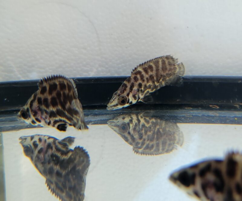LEOPARD BUSH FISH - Chibi-Aquarium