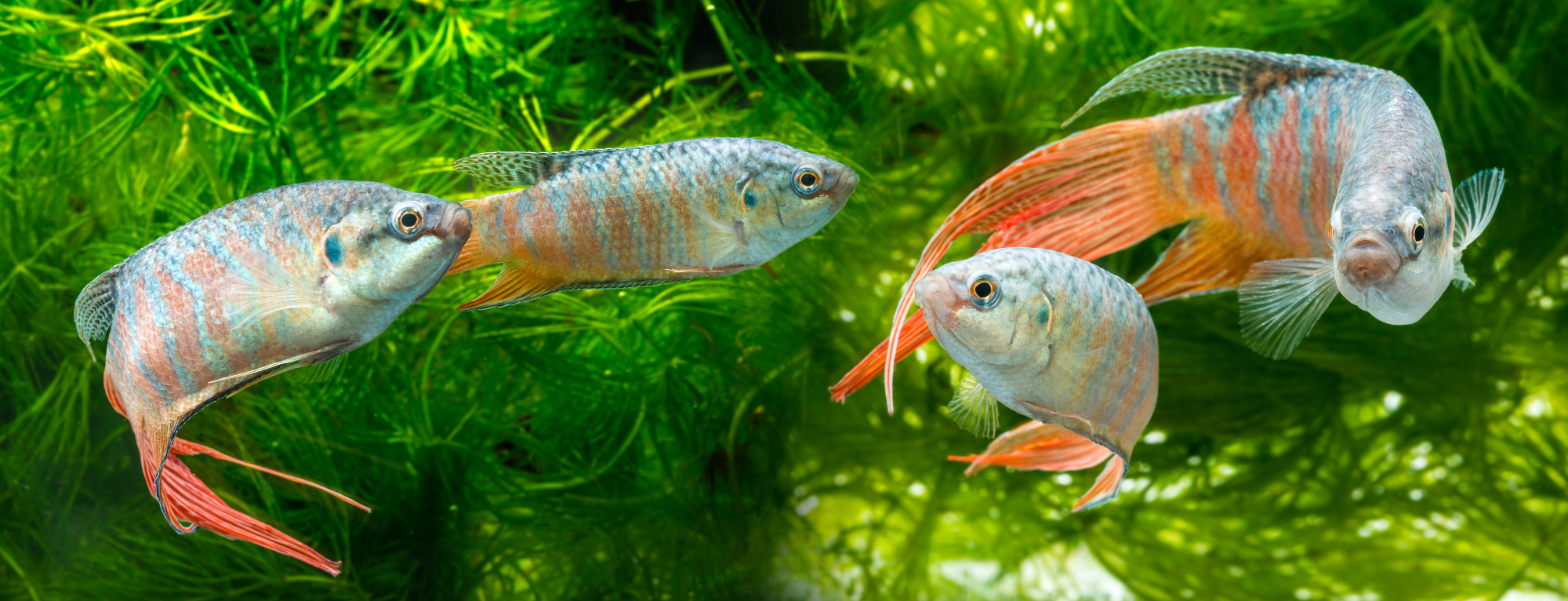 PARADISE FISH - Chibi-Aquarium