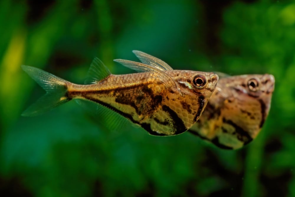 HATCHET FISH - Chibi-Aquarium