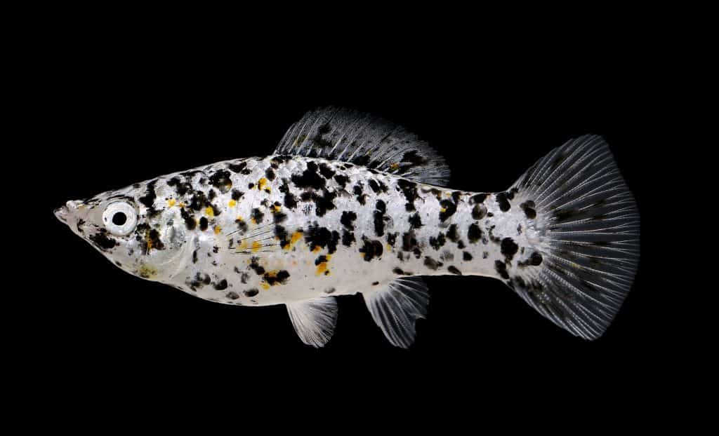 Molly Fish - Chibi-Aquarium