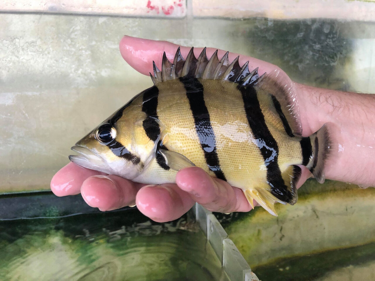 DATNOID - Chibi-Aquarium