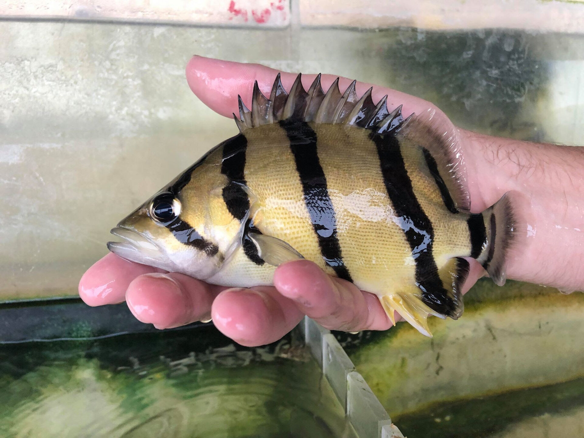 DATNOID - Chibi-Aquarium