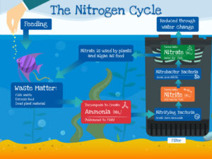 Understanding The Nitrogen Cycle - Chibi-Aquarium