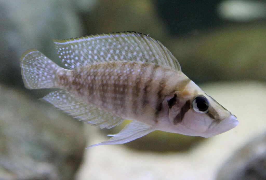 CALVUS CICHLID - Chibi-Aquarium