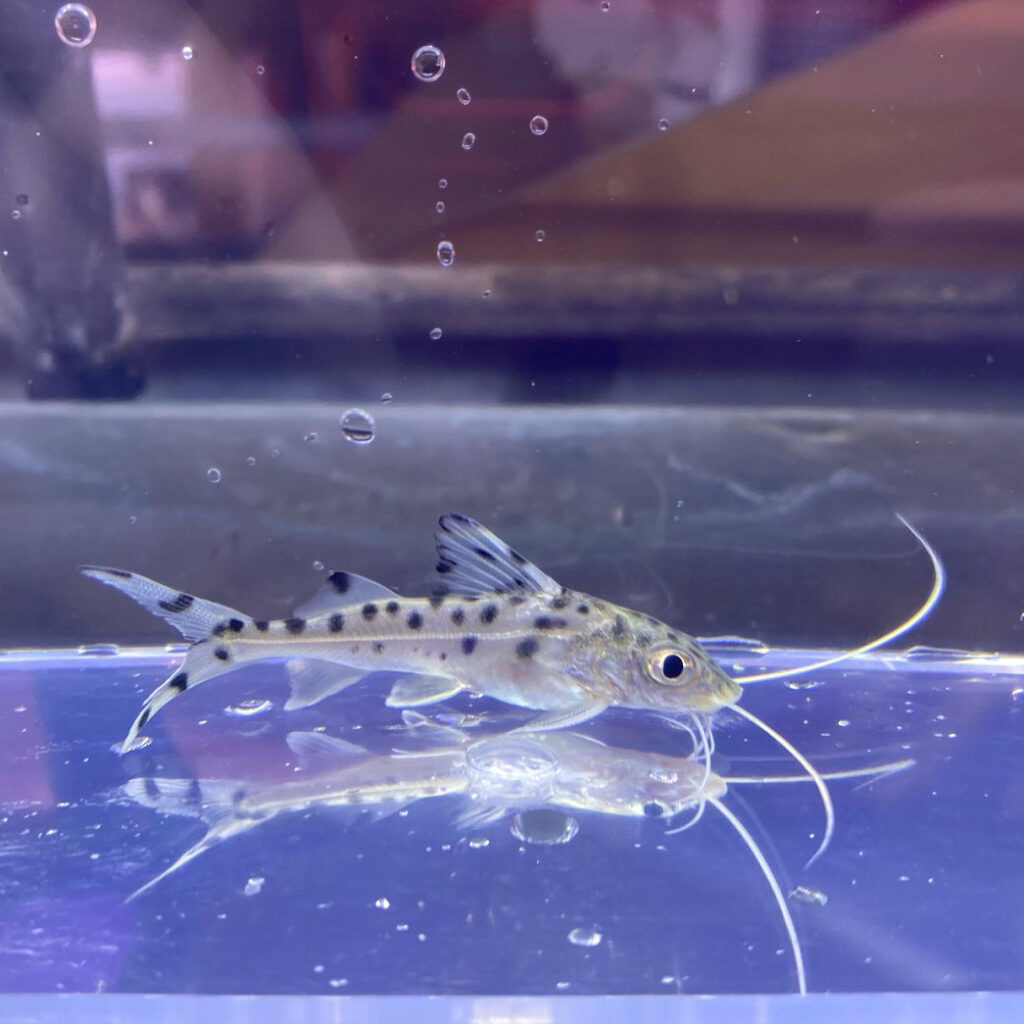 PICTUS CATFISH - Chibi-Aquarium