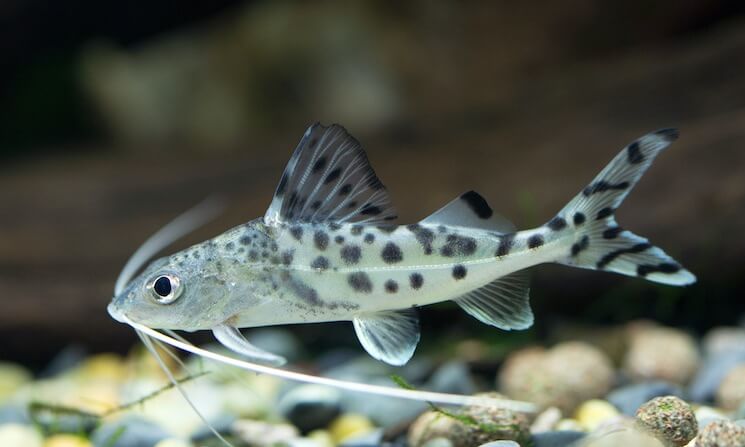 PICTUS CATFISH - Chibi-Aquarium