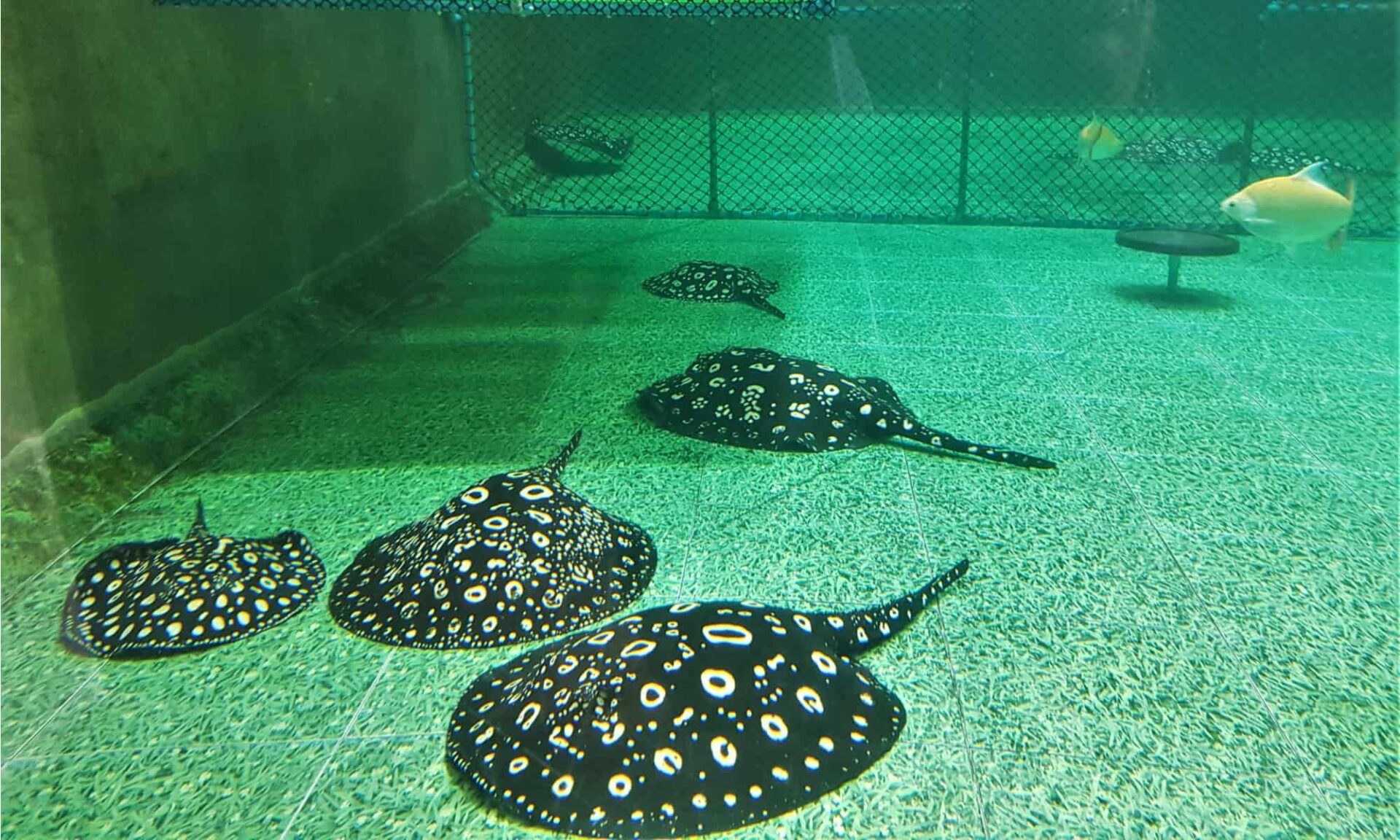 POLKA DOT STINGRAY - Chibi-Aquarium