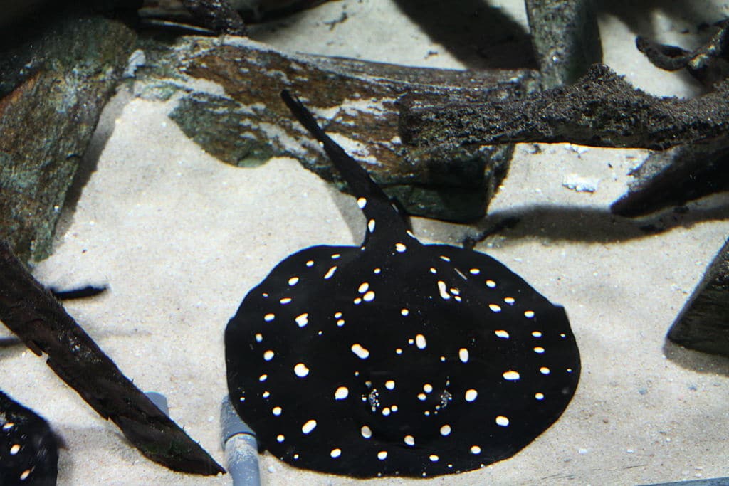 POLKA DOT STINGRAY - Chibi-Aquarium
