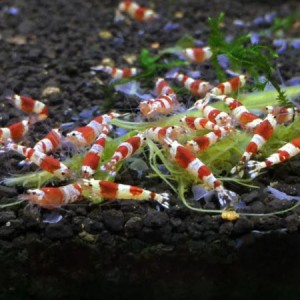 CRYSTAL RED SHRIMP - Chibi-Aquarium
