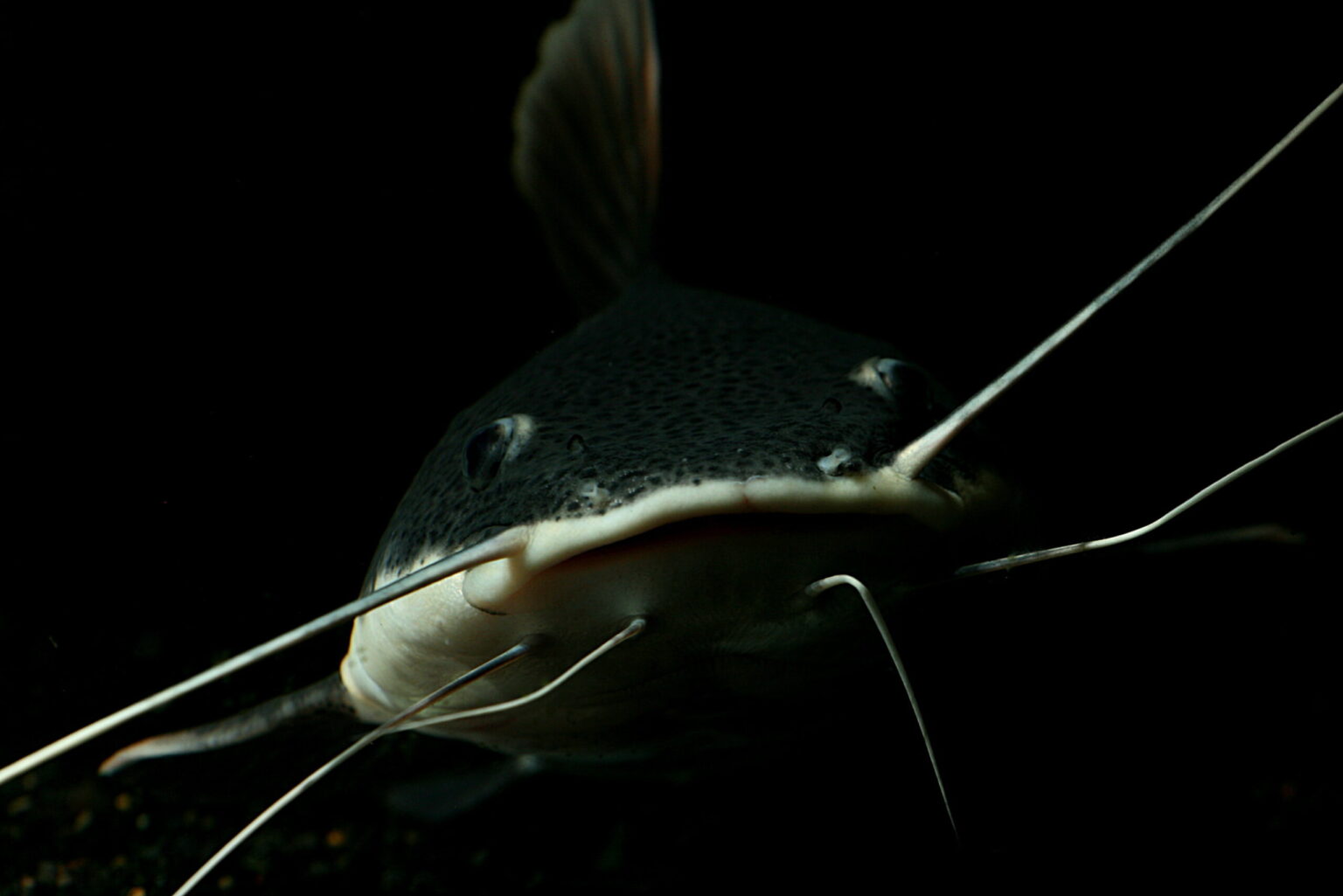 RED TAIL CATFISH - Chibi-Aquarium