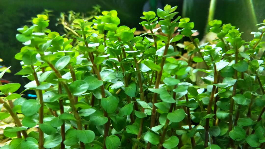 ROTALA MACRANDRA 'YELLOW' - Chibi-Aquarium