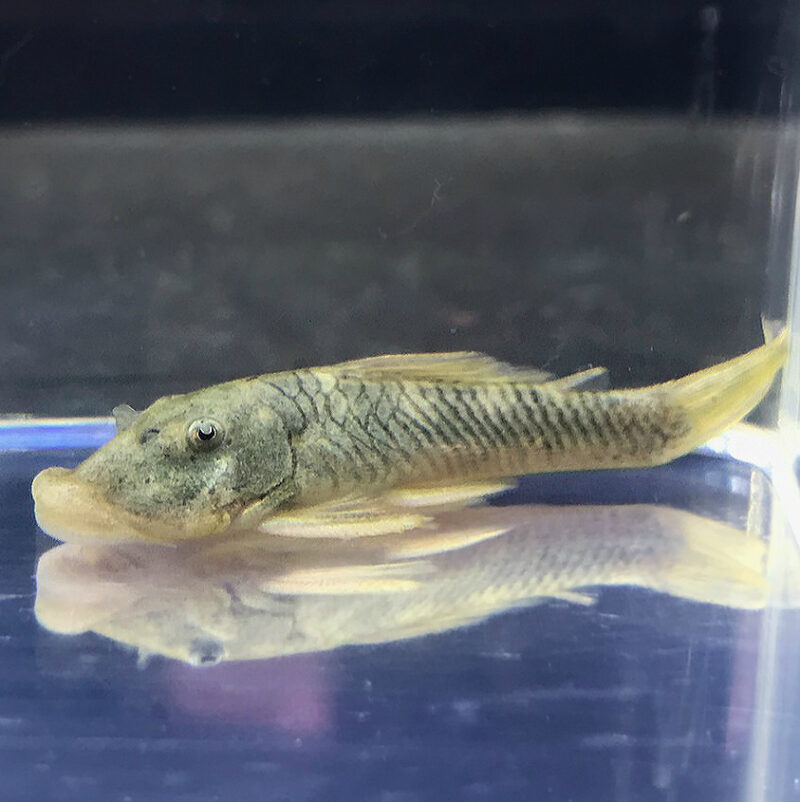RUBBER LIP PLECO - Chibi-Aquarium