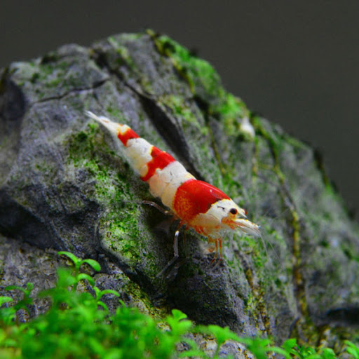 CRYSTAL RED SHRIMP - Chibi-Aquarium