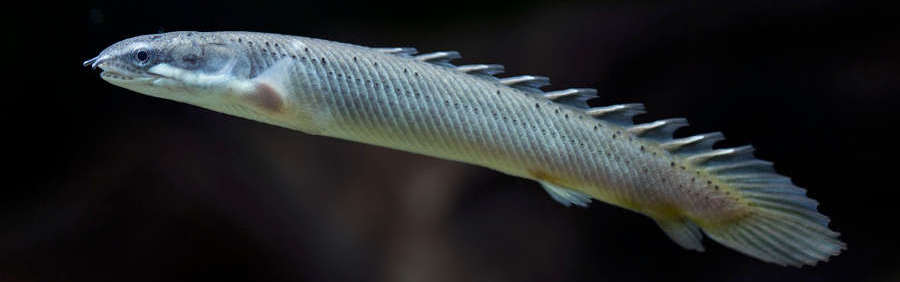 BICHIR - Chibi-Aquarium