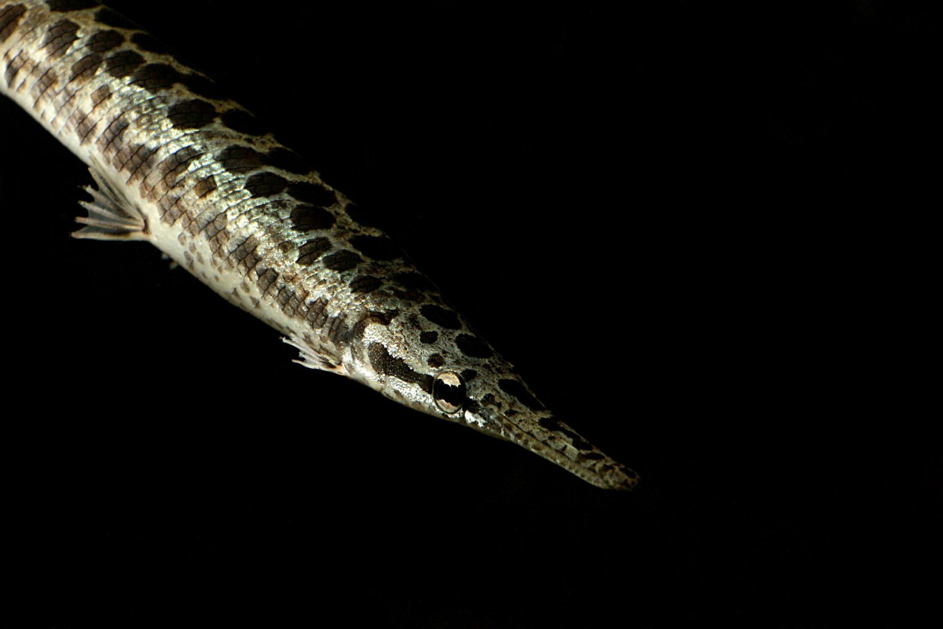 SPOTTED GAR - Chibi-Aquarium