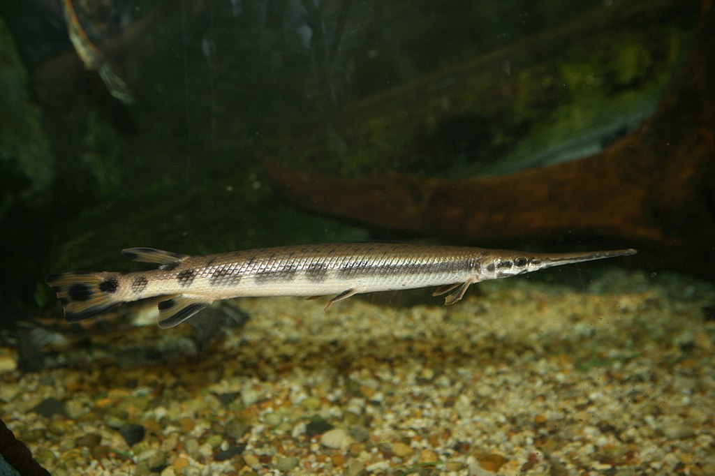 SPOTTED GAR - Chibi-Aquarium