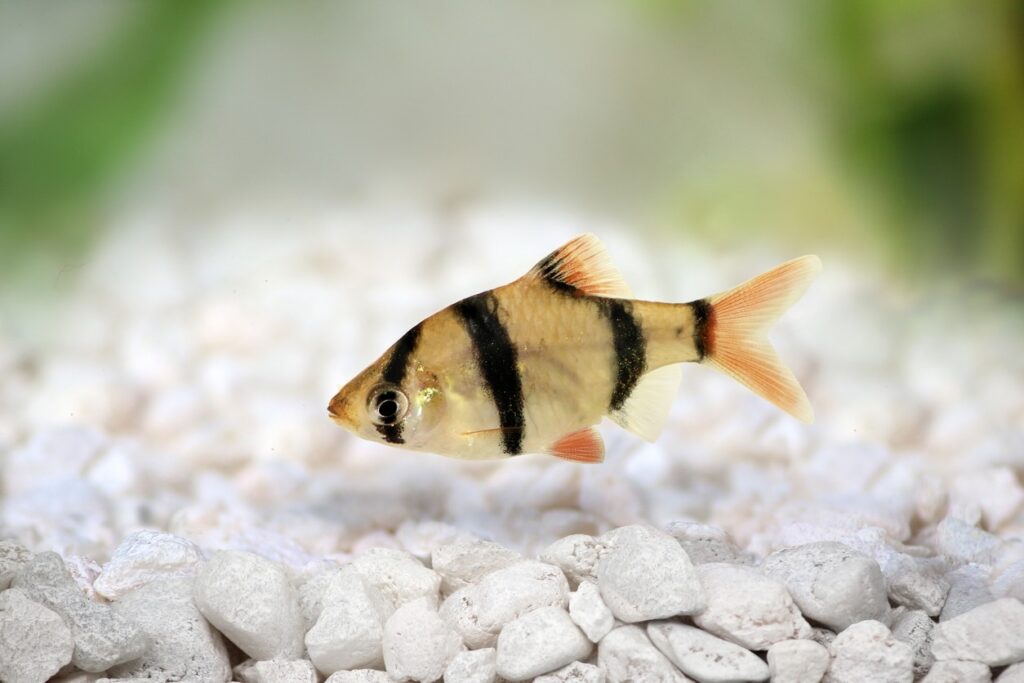 TIGER BARB - Chibi-Aquarium