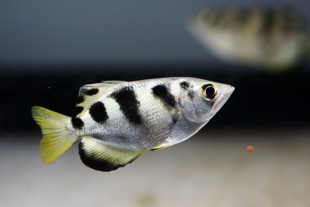 ARCHER FISH - Chibi-Aquarium