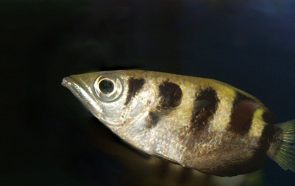 ARCHER FISH - Chibi-Aquarium