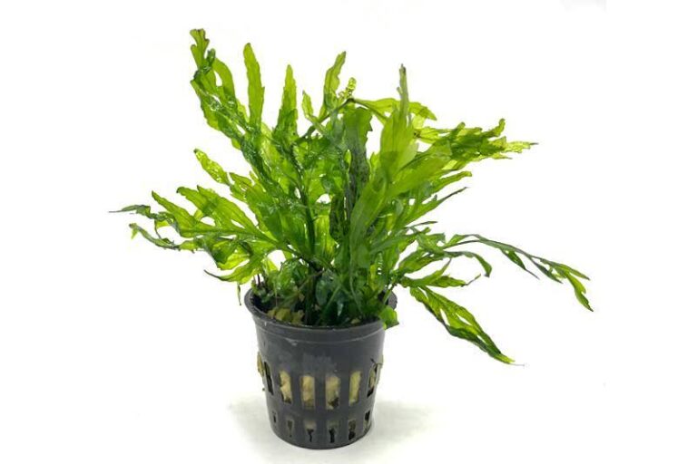 AFRICAN WATER FERN - Chibi-Aquarium