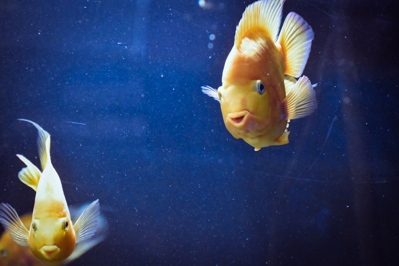 PARROT CICHLID - Chibi-Aquarium