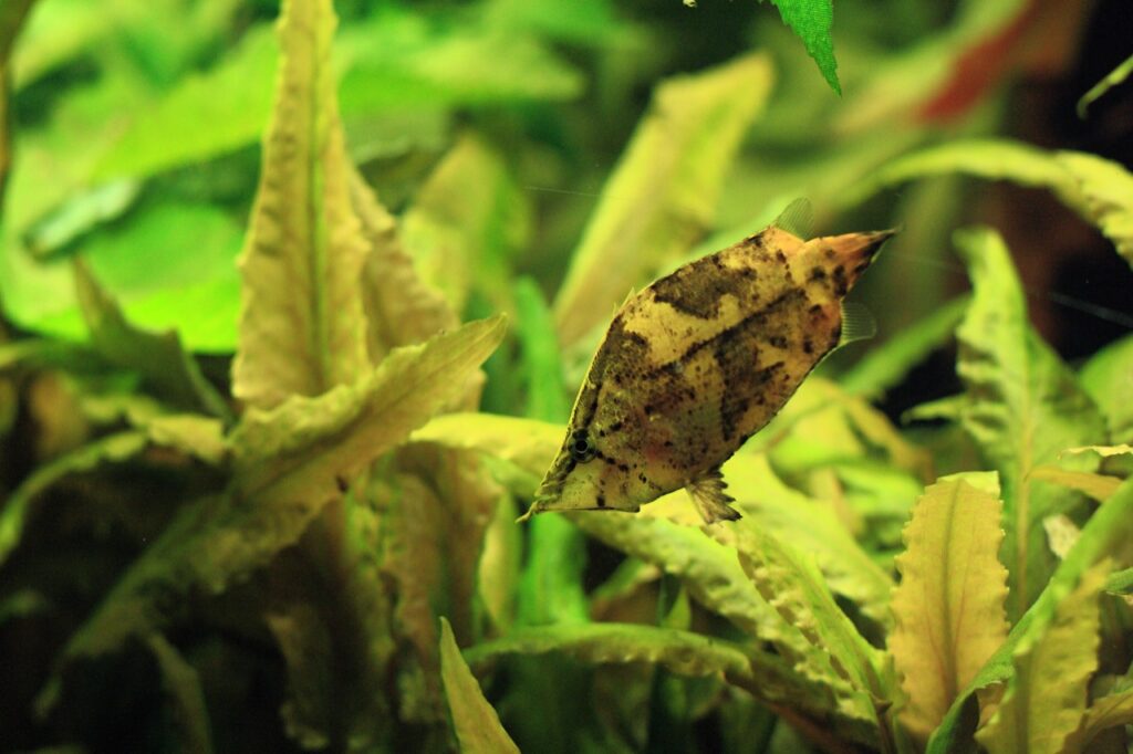 LEAF FISH - Chibi-Aquarium