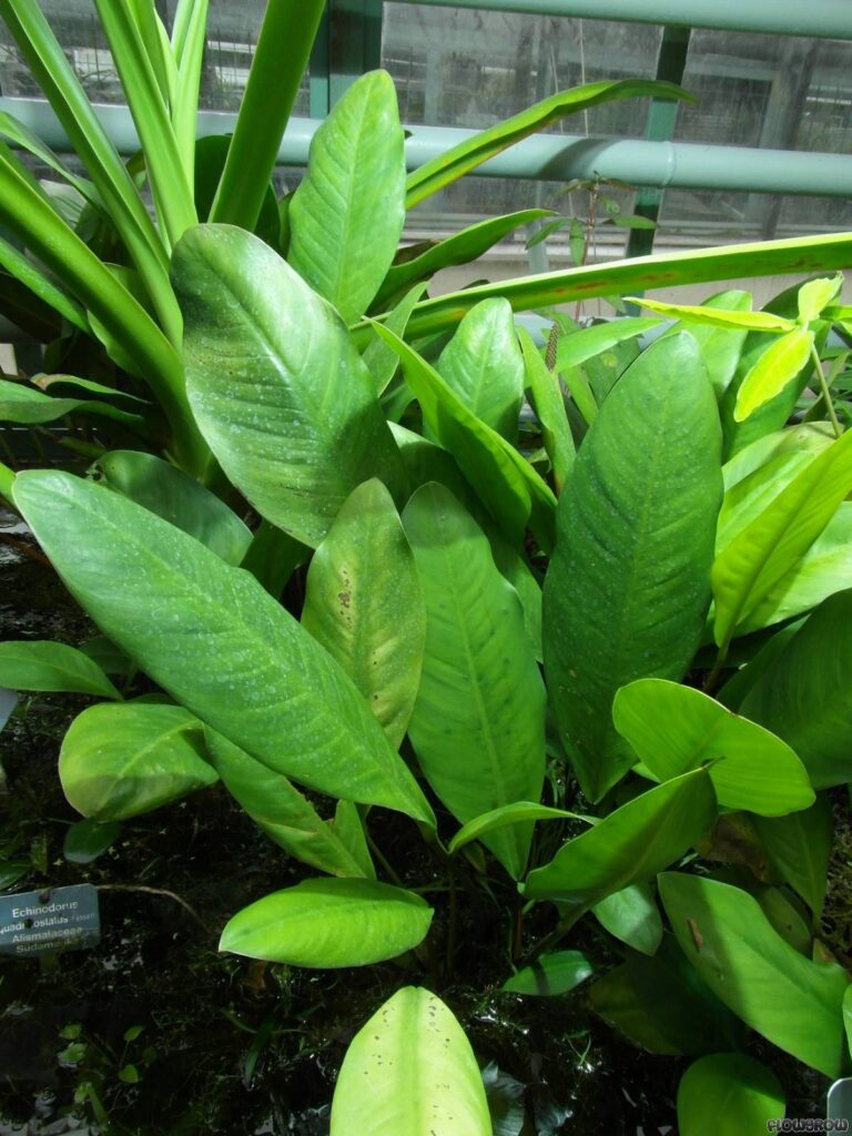 ANUBIAS AFZELII - Chibi-Aquarium