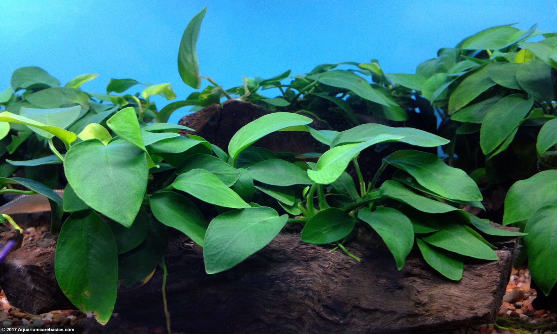 Aquarium Plants - Some Popular Types Of Anubias - Chibi-Aquarium