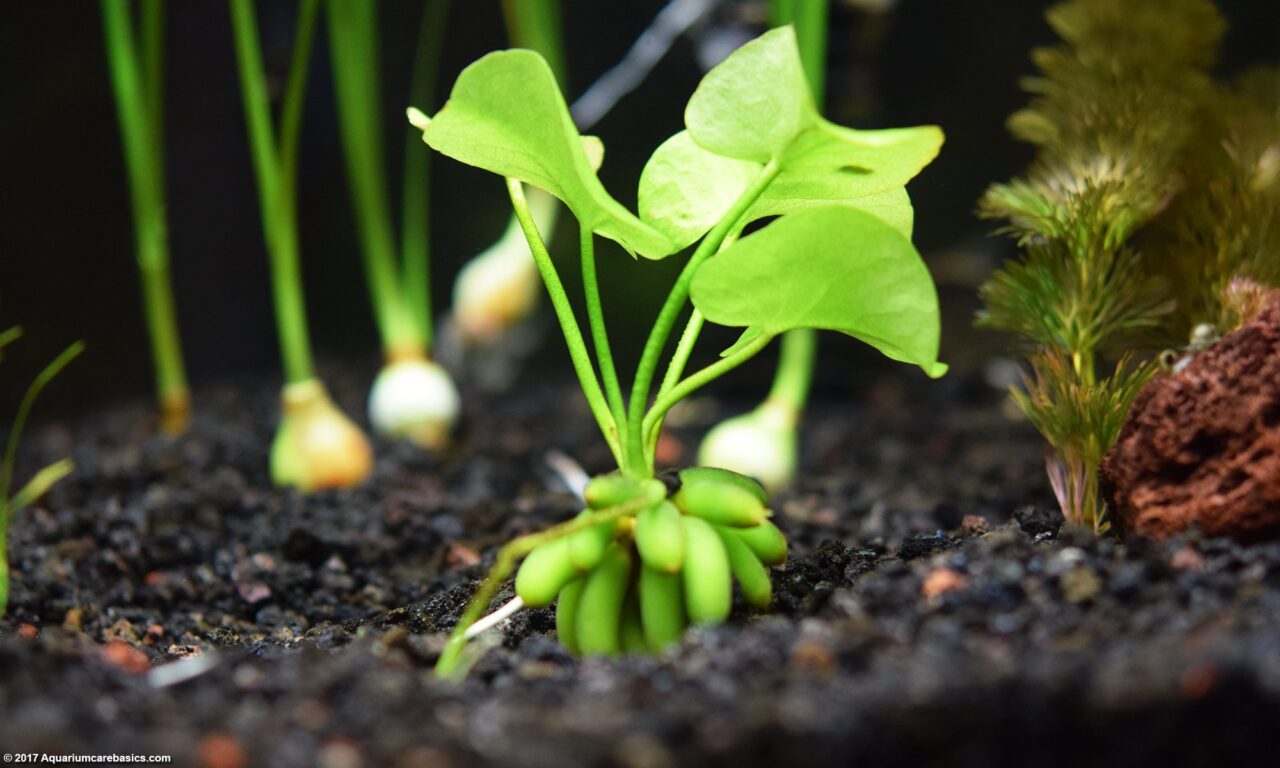 BANANA PLANT- NYMPHOIDES AQUATICA - Chibi-Aquarium