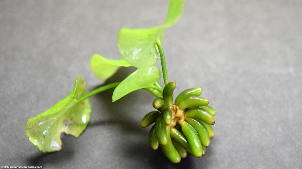 BANANA PLANT- NYMPHOIDES AQUATICA - Chibi-Aquarium