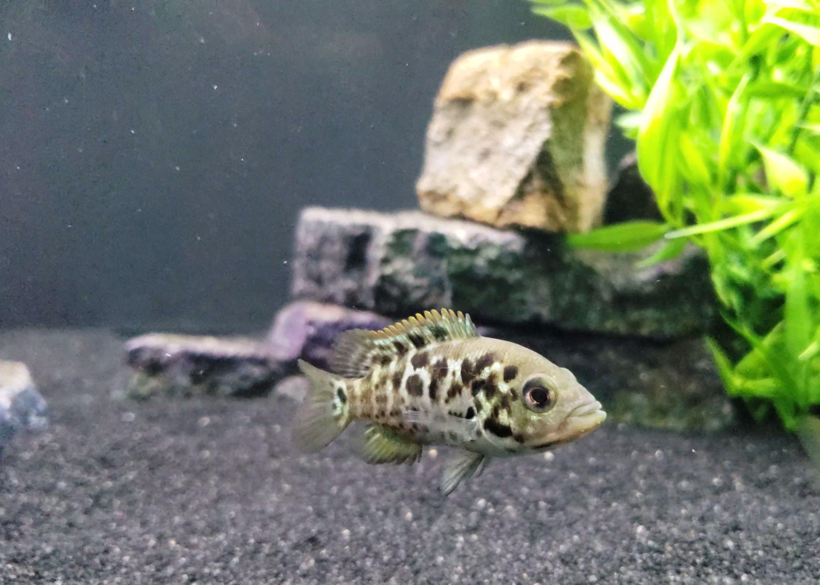 CUBAN CICHLID - Chibi-Aquarium