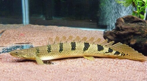 BICHIR - Chibi-Aquarium