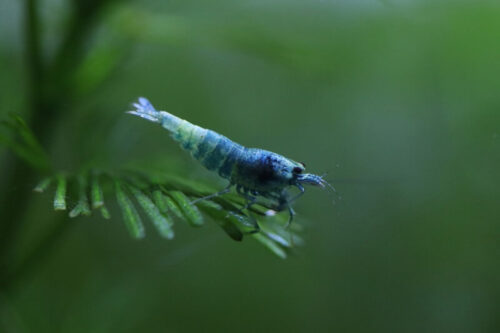 BLUE BOLT SHRIMP - Chibi-Aquarium
