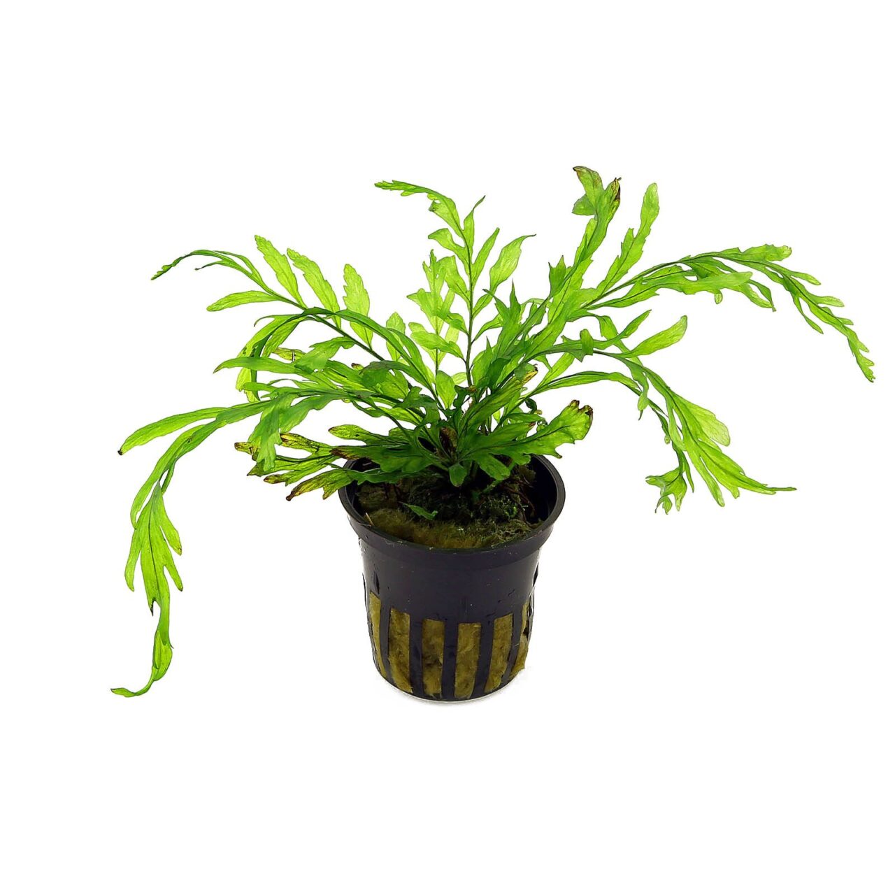 AFRICAN WATER FERN - Chibi-Aquarium