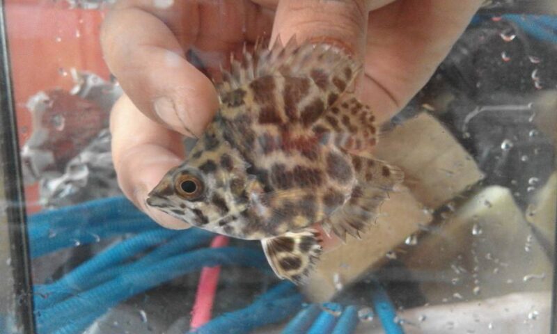 LEOPARD BUSH FISH - Chibi-Aquarium