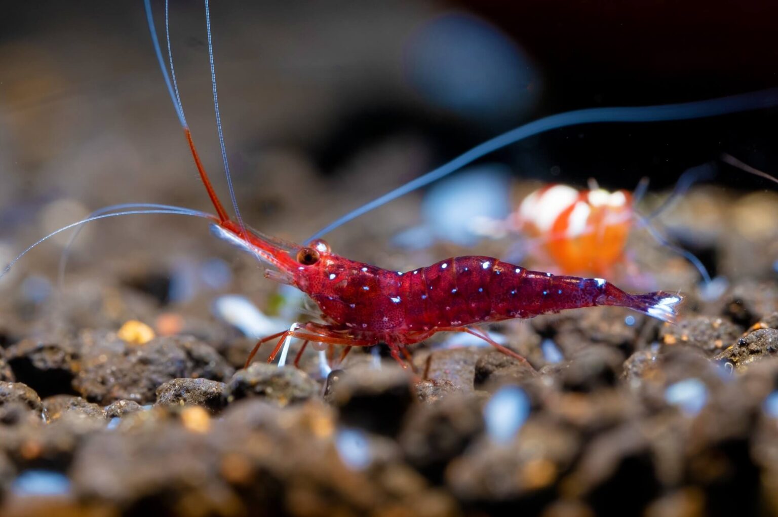 CARDINAL SHRIMP - Chibi-Aquarium