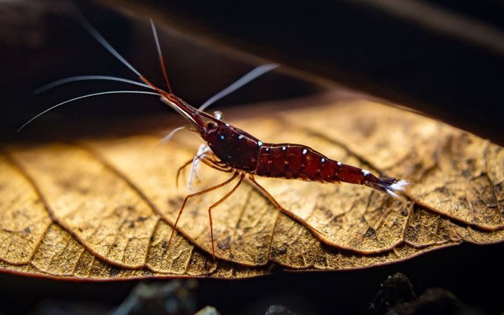 CARDINAL SHRIMP - Chibi-Aquarium