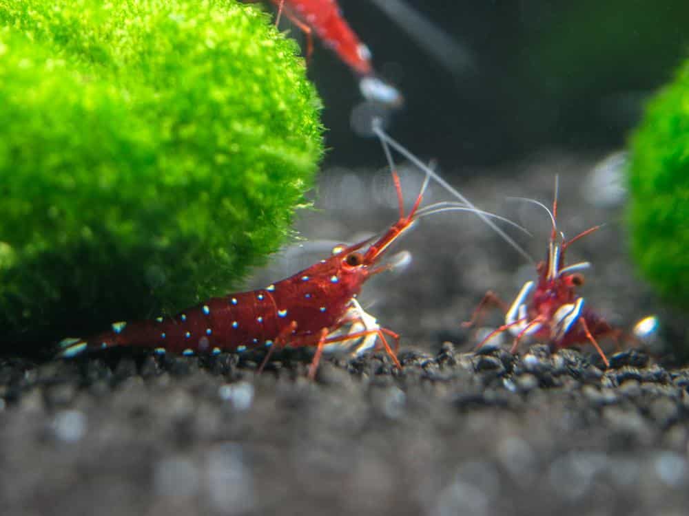CARDINAL SHRIMP - Chibi-Aquarium