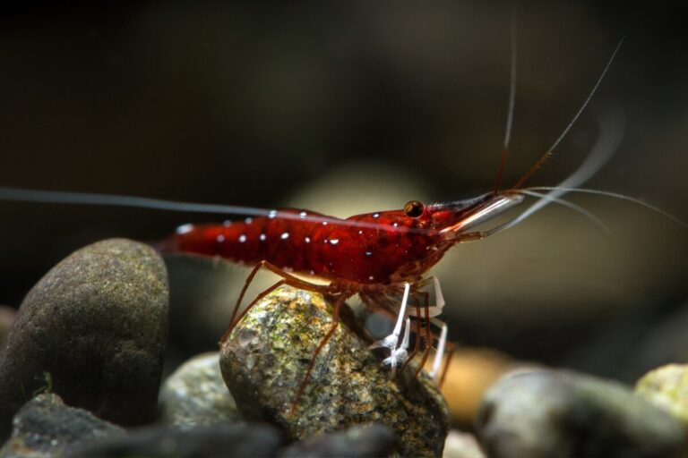 CARDINAL SHRIMP - Chibi-Aquarium