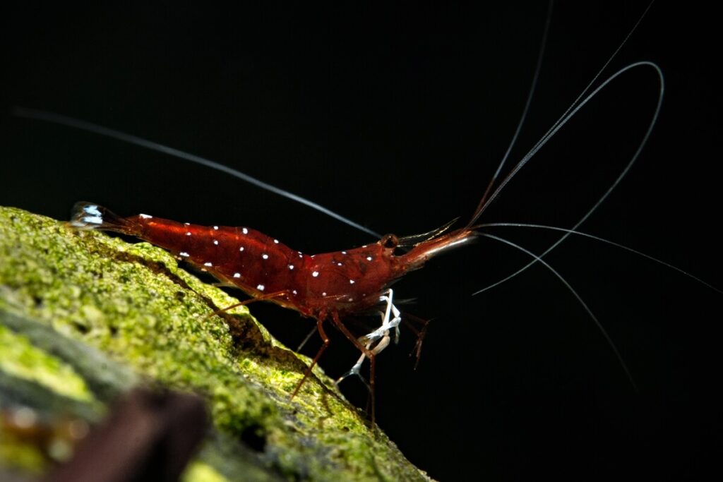 CARDINAL SHRIMP - Chibi-Aquarium