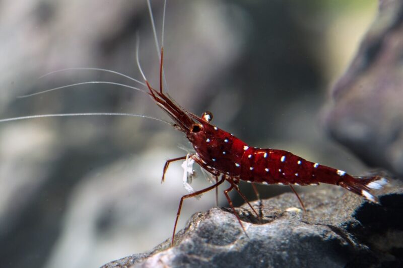CARDINAL SHRIMP - Chibi-Aquarium