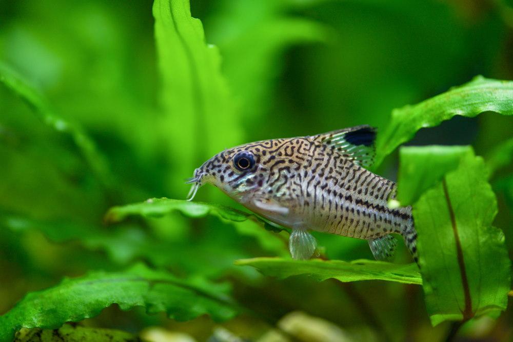 Corydoras Catfish - Chibi-Aquarium