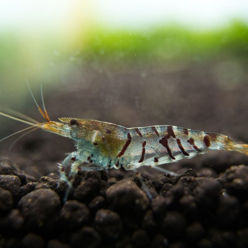 TIGER SHRIMP - Chibi-Aquarium