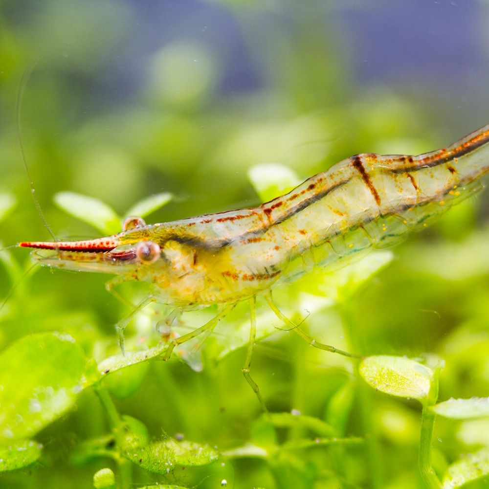 PINOKIO SHRIMP - Chibi-Aquarium