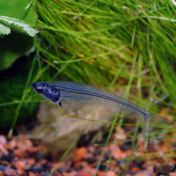 GLASS CATFISH - Chibi-Aquarium