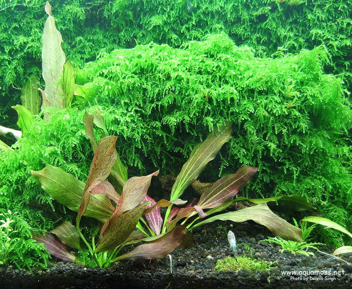 WEEPING MOSS - Chibi-Aquarium