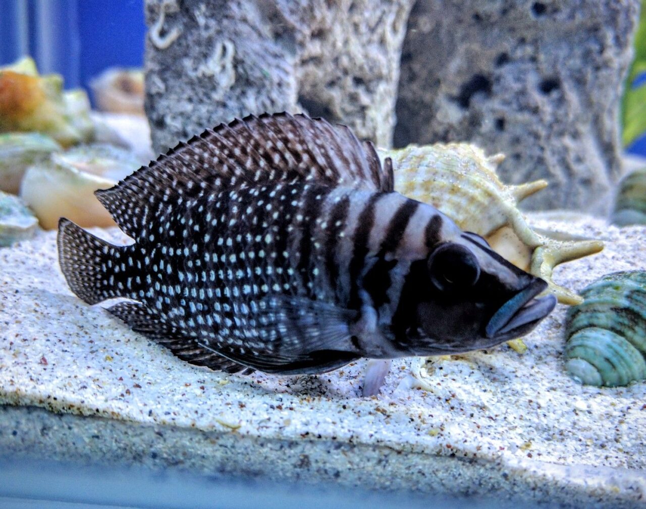 CALVUS CICHLID - Chibi-Aquarium