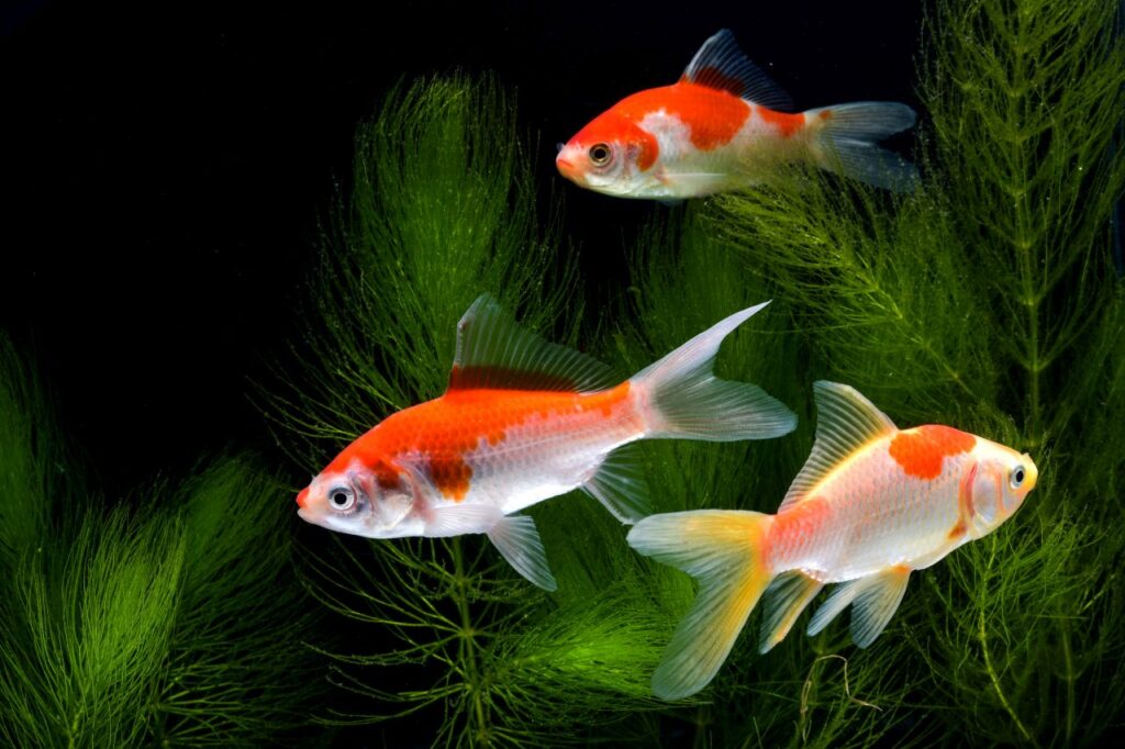GOLD FISH - Chibi-Aquarium