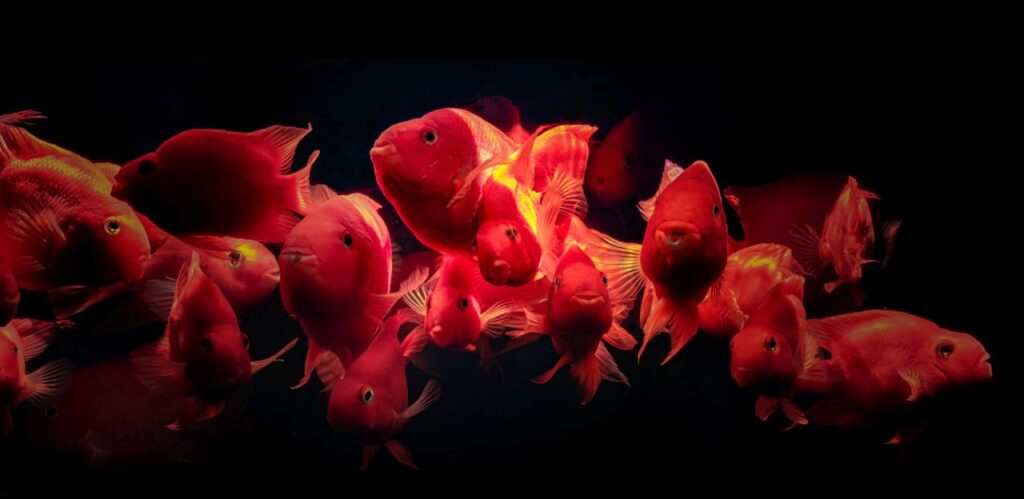 PARROT CICHLID - Chibi-Aquarium